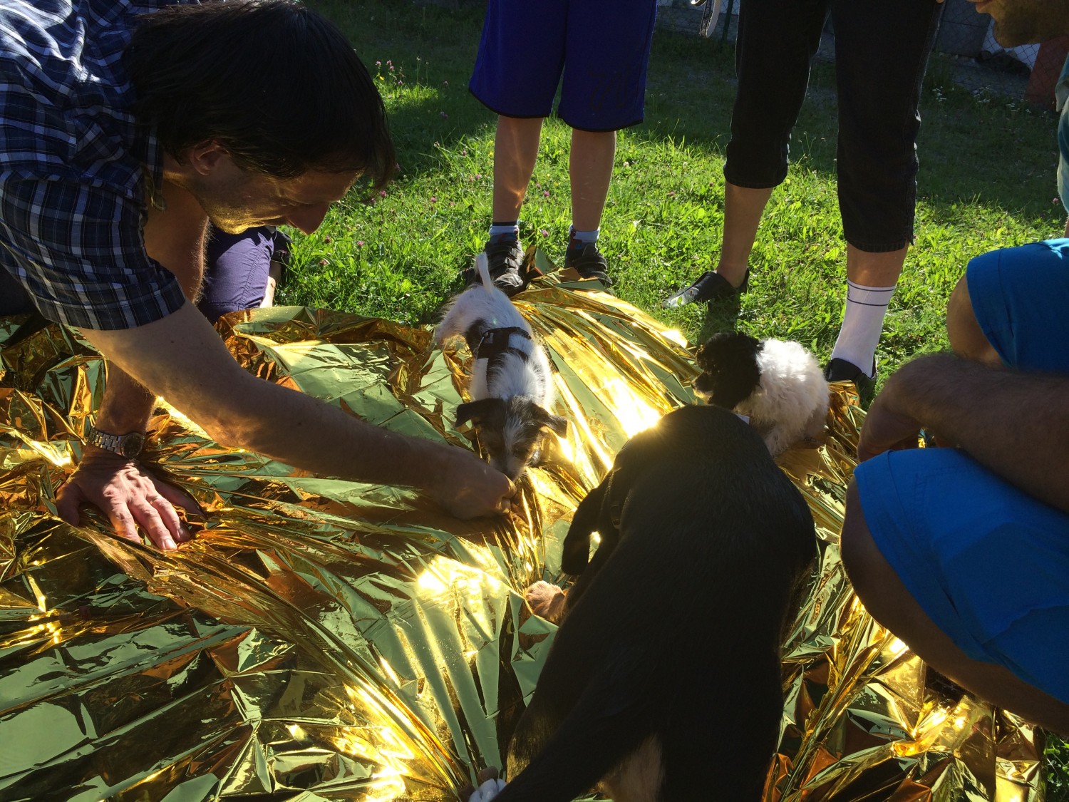 bilder für homepage 233 - Dogges