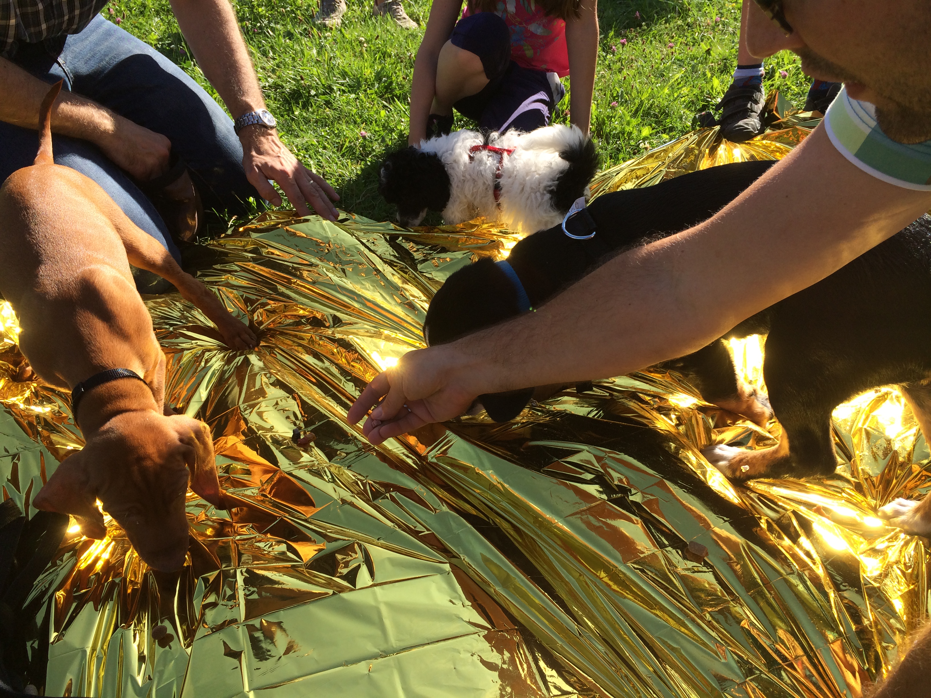 bilder für homepage 234 - Dogges