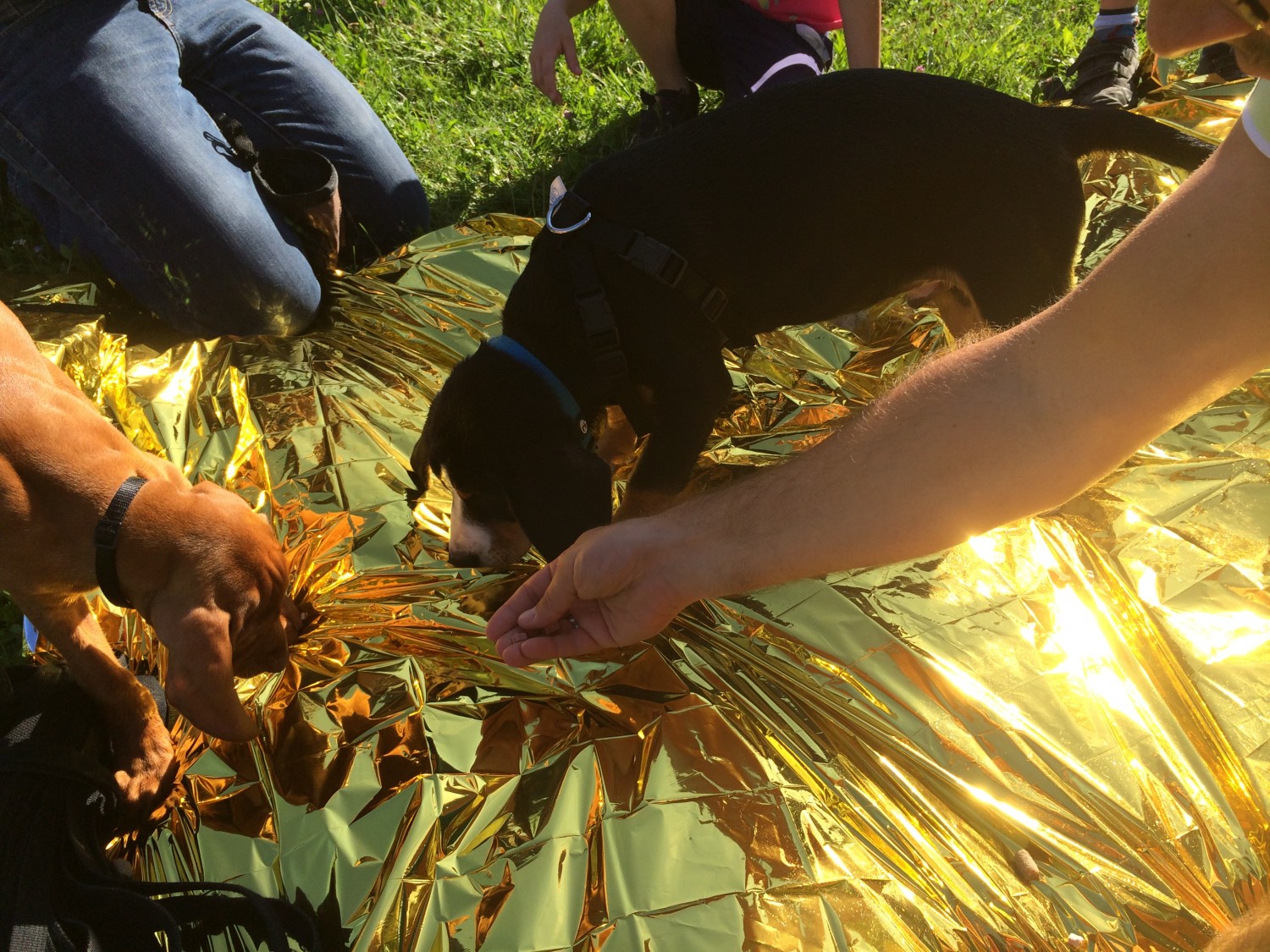 bilder für homepage 235 - Dogges