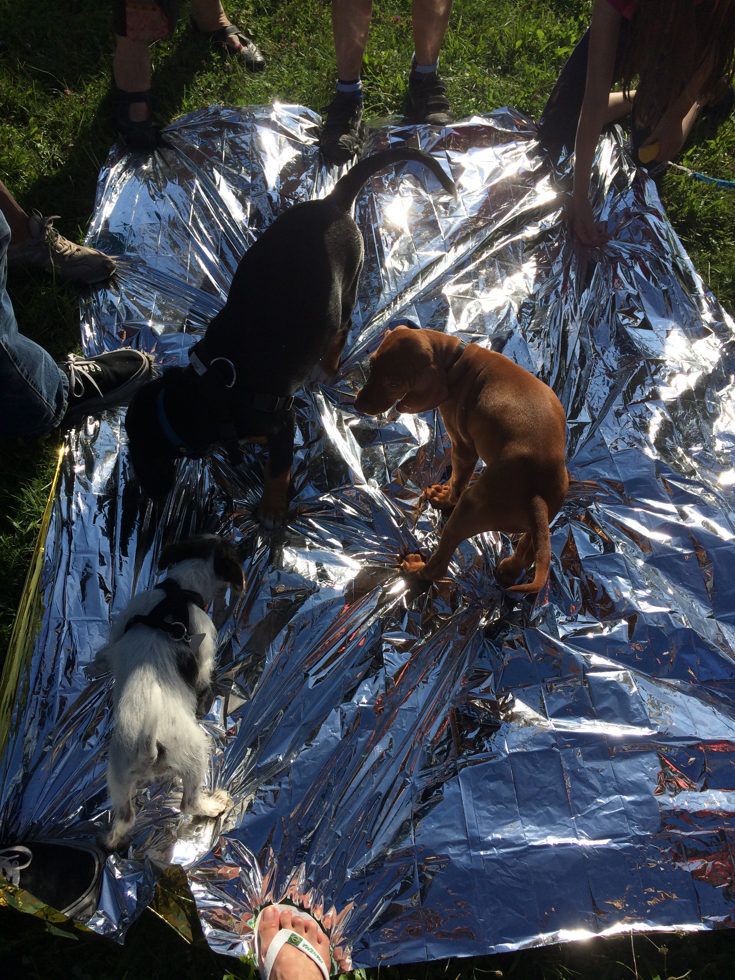 bilder für homepage 245 - Dogges