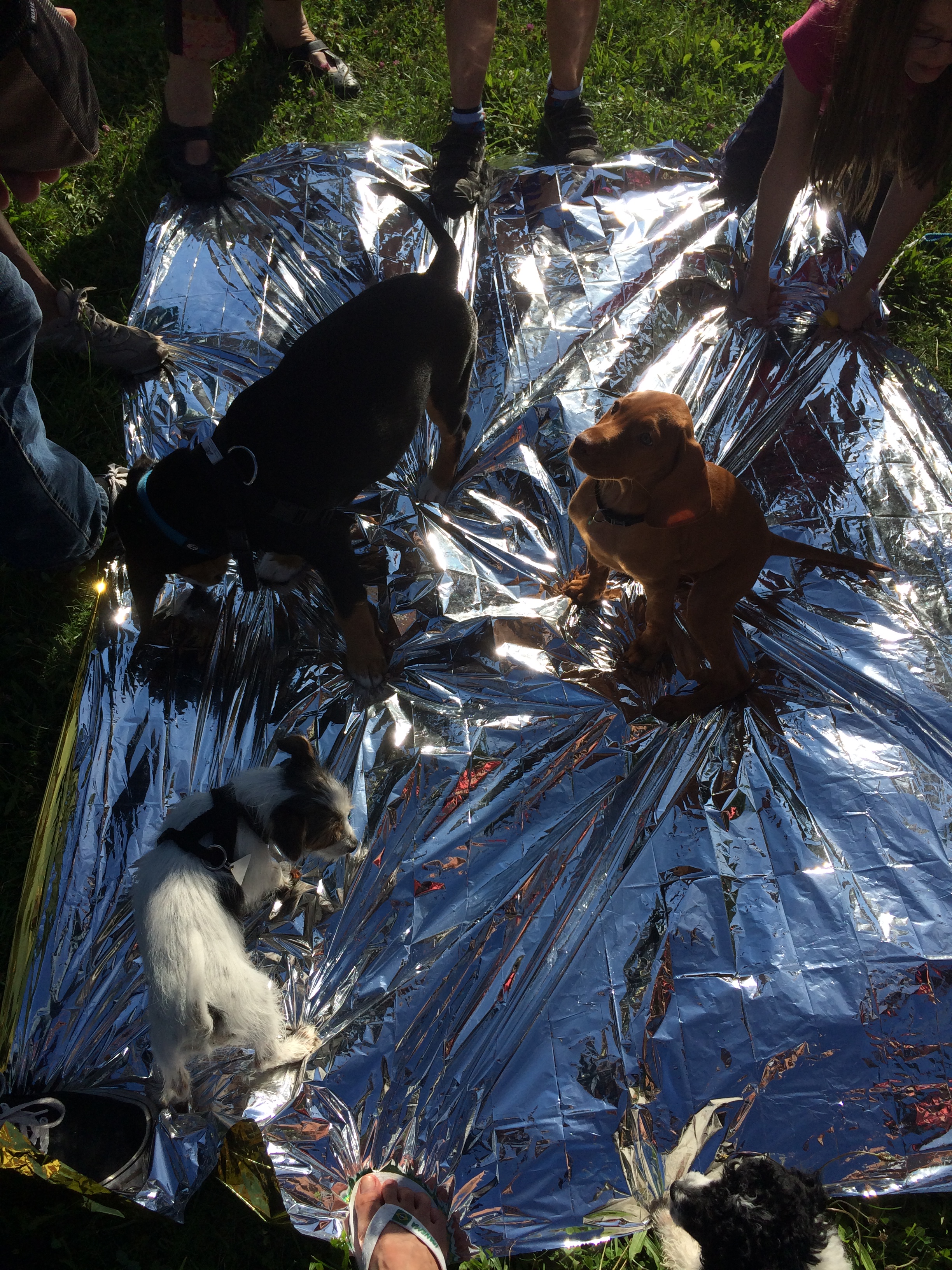 bilder für homepage 246 - Dogges