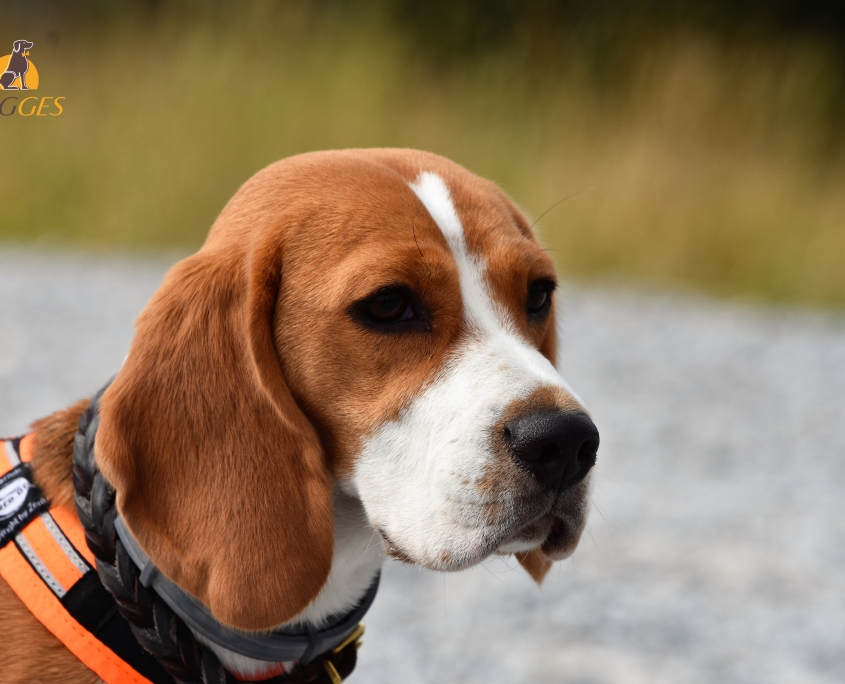 Dogges - Hundeschule & familienorientierte Hundebetreuung