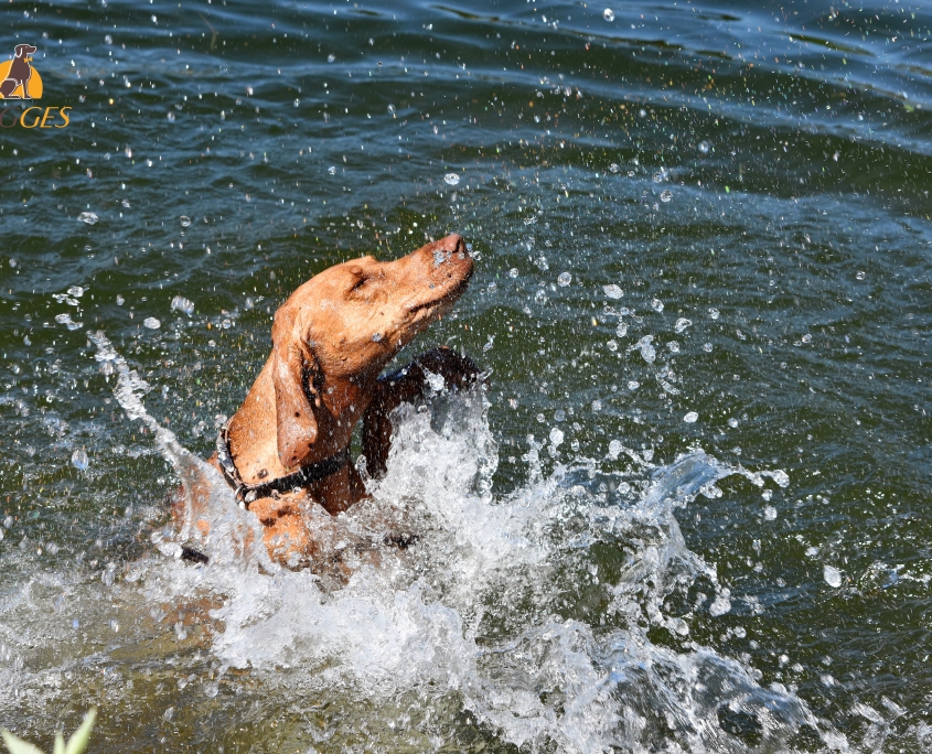 Dogges - Hundeschule & familienorientierte Hundebetreuung