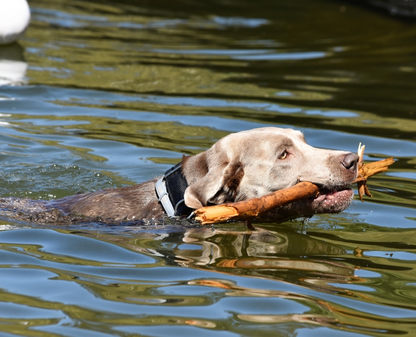 Dogges - Hundeschule & familienorientierte Hundebetreuung
