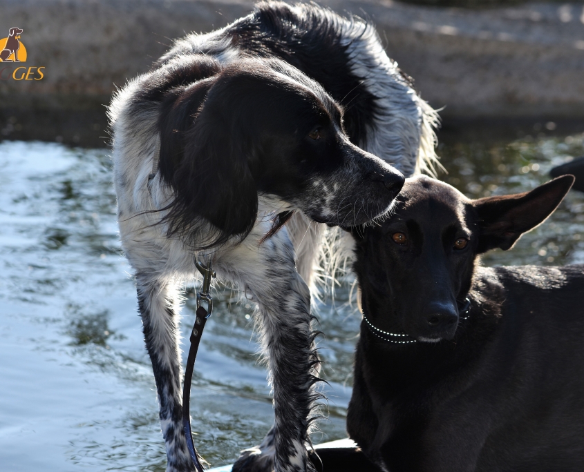 Dogges - Hundeschule & familienorientierte Hundebetreuung
