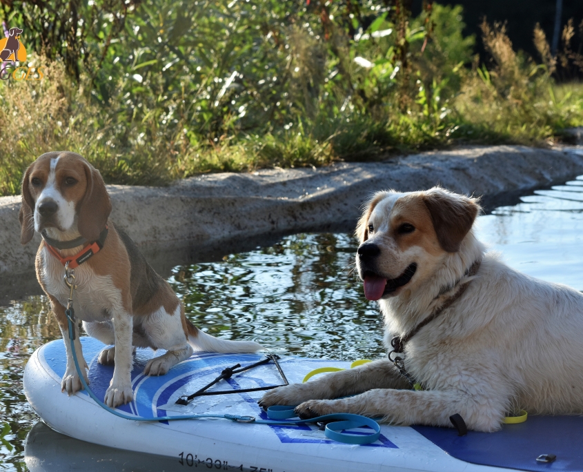 Dogges - Hundeschule & familienorientierte Hundebetreuung