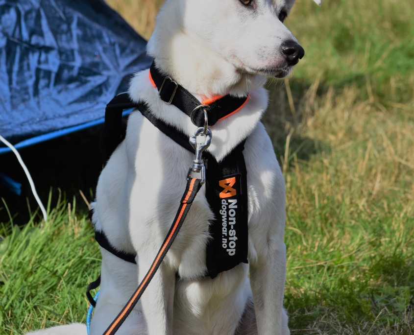 Dogges - Hundeschule & familienorientierte Hundebetreuung