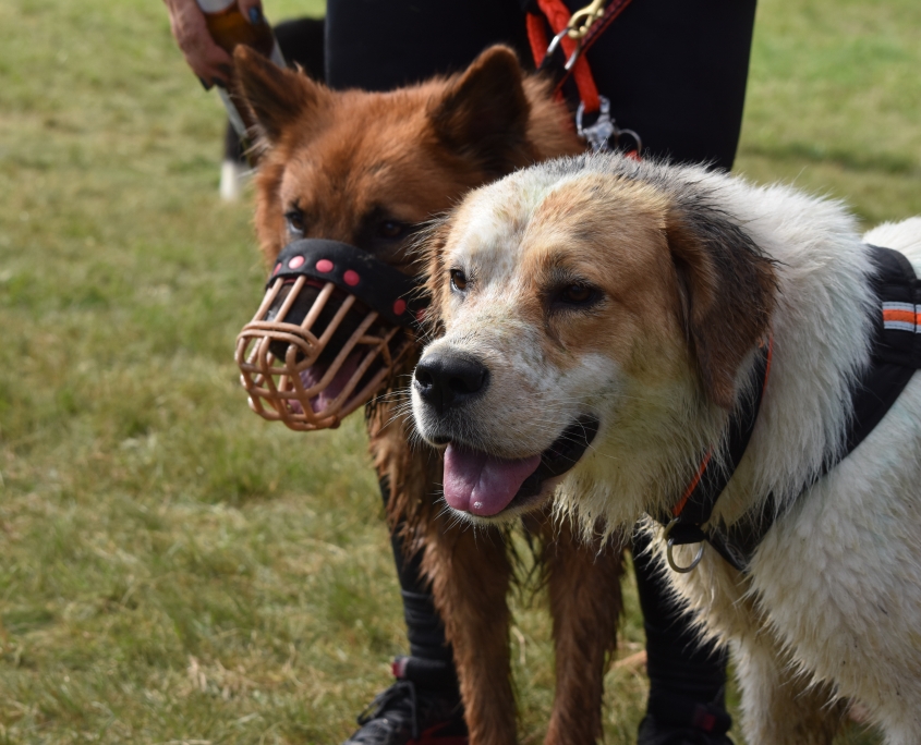 Dogges - Hundeschule & familienorientierte Hundebetreuung