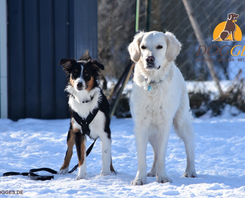 Dogges - Hundeschule & familienorientierte Hundebetreuung