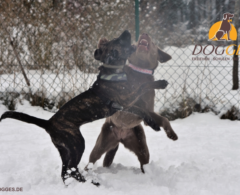 Dogges - Hundeschule & familienorientierte Hundebetreuung