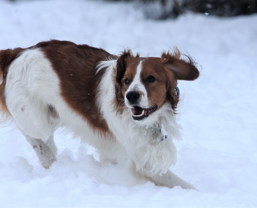 Dogges - Hundeschule & familienorientierte Hundebetreuung